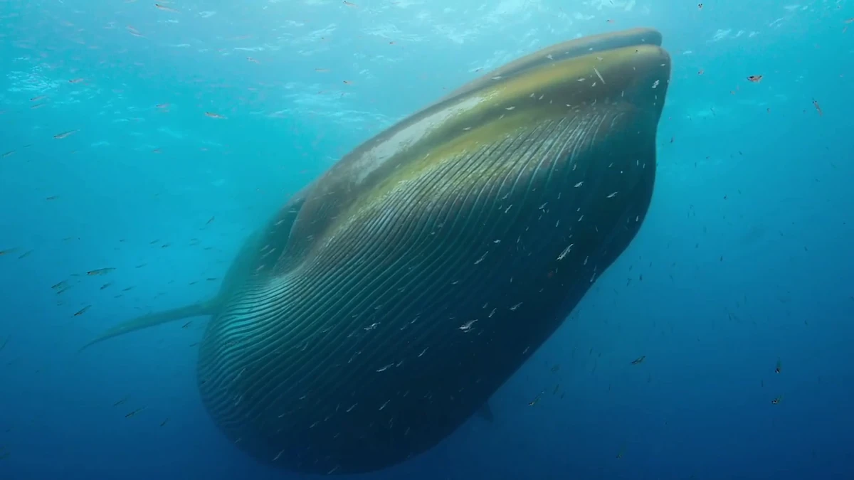 Whales | NatureRules1 Wiki | Fandom