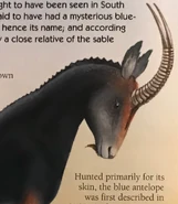 Bluebuck | NatureRules1 Wiki | Fandom