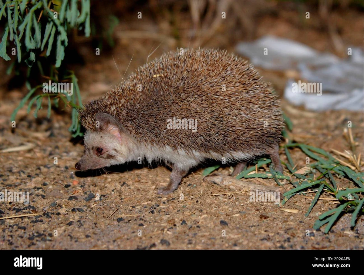 Indian Hedgehog | NatureRules1 Wiki | Fandom