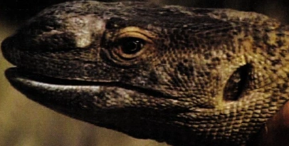 Snakes and Reptiles The Scariest Cold-Blooded Creatures on Earth ...