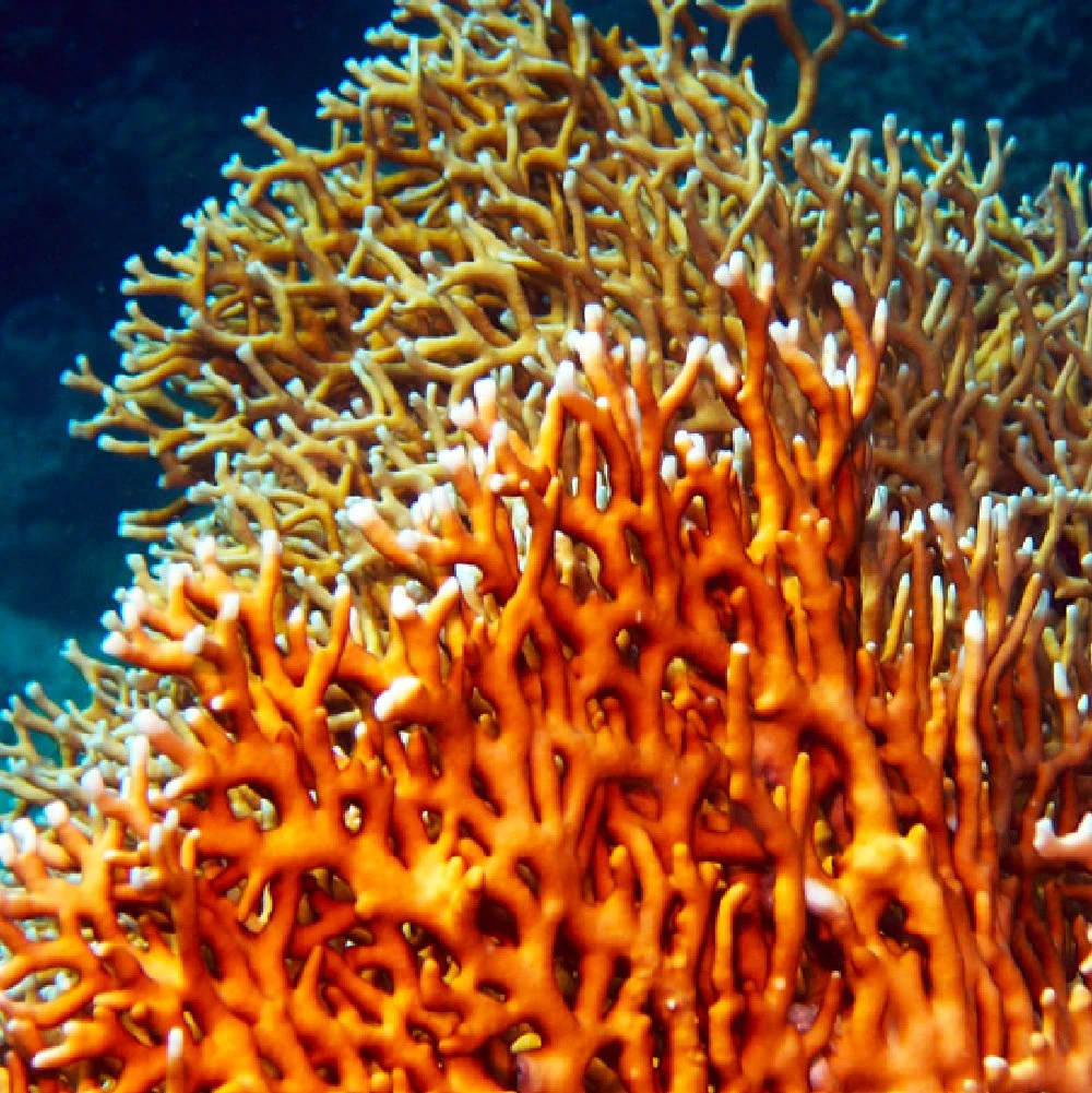 Fire Coral | NatureRules1 Wiki | Fandom