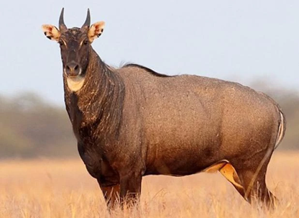 Nilgai | NatureRules1 Wiki | Fandom