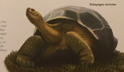 Galápagos Tortoise/Books | NatureRules1 Wiki | Fandom
