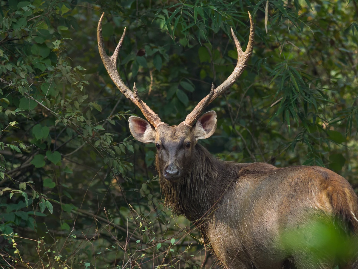Sambar Deer | NatureRules1 Wiki | Fandom