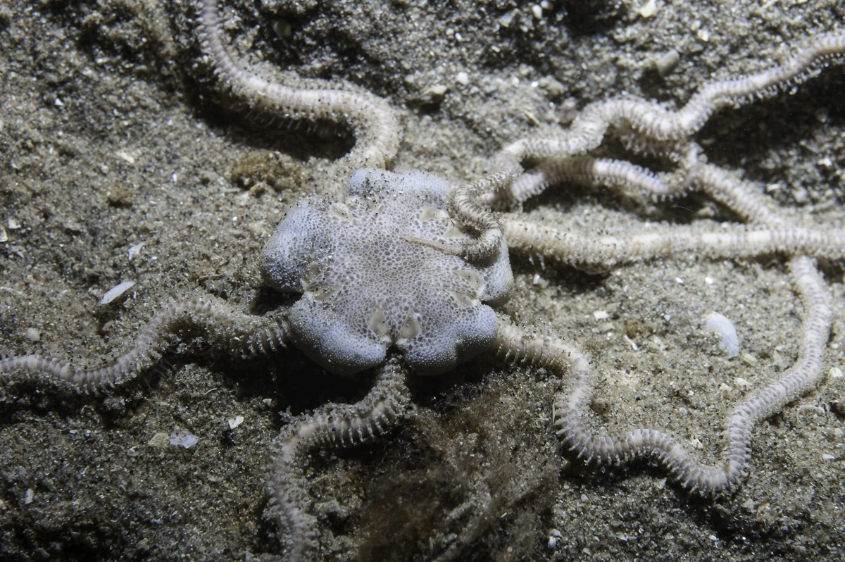 Sand Burrowing Brittlestar | NatureRules1 Wiki | Fandom