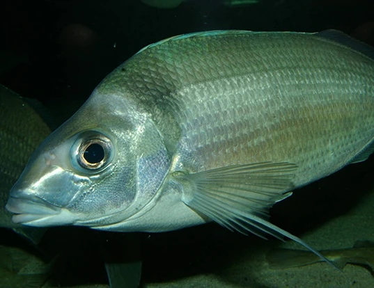 Tarakihi | NatureRules1 Wiki | Fandom