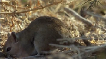 Libyan Jird | NatureRules1 Wiki | Fandom