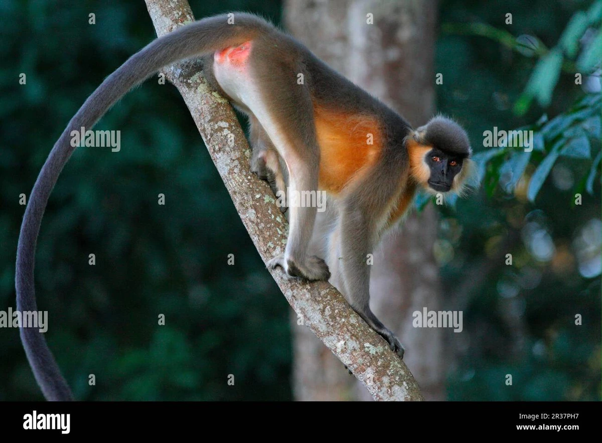 Capped Langur | NatureRules1 Wiki | Fandom