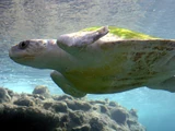 Category:Sea Turtles | NatureRules1 Wiki | Fandom