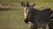 Mountain Zebra | NatureRules1 Wiki | Fandom