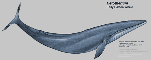 Cetotherium | NatureRules1 Wiki | Fandom