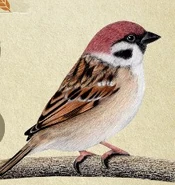 Eurasian Tree Sparrow | NatureRules1 Wiki | Fandom