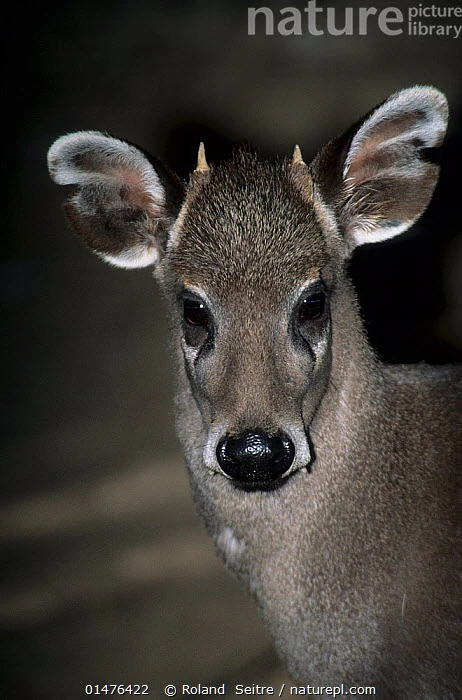 Tufted Deer | NatureRules1 Wiki | Fandom