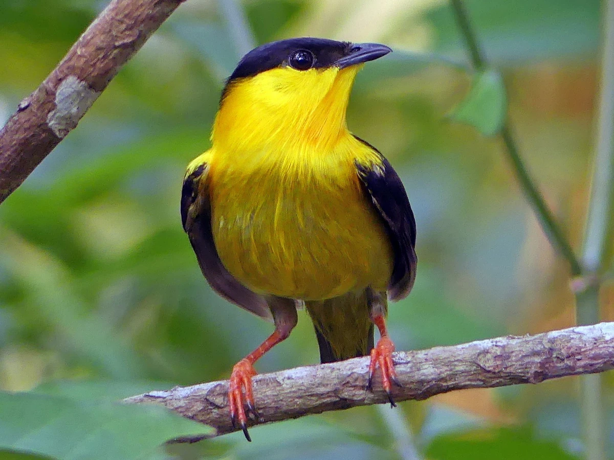 Golden-collared Manakin | NatureRules1 Wiki | Fandom