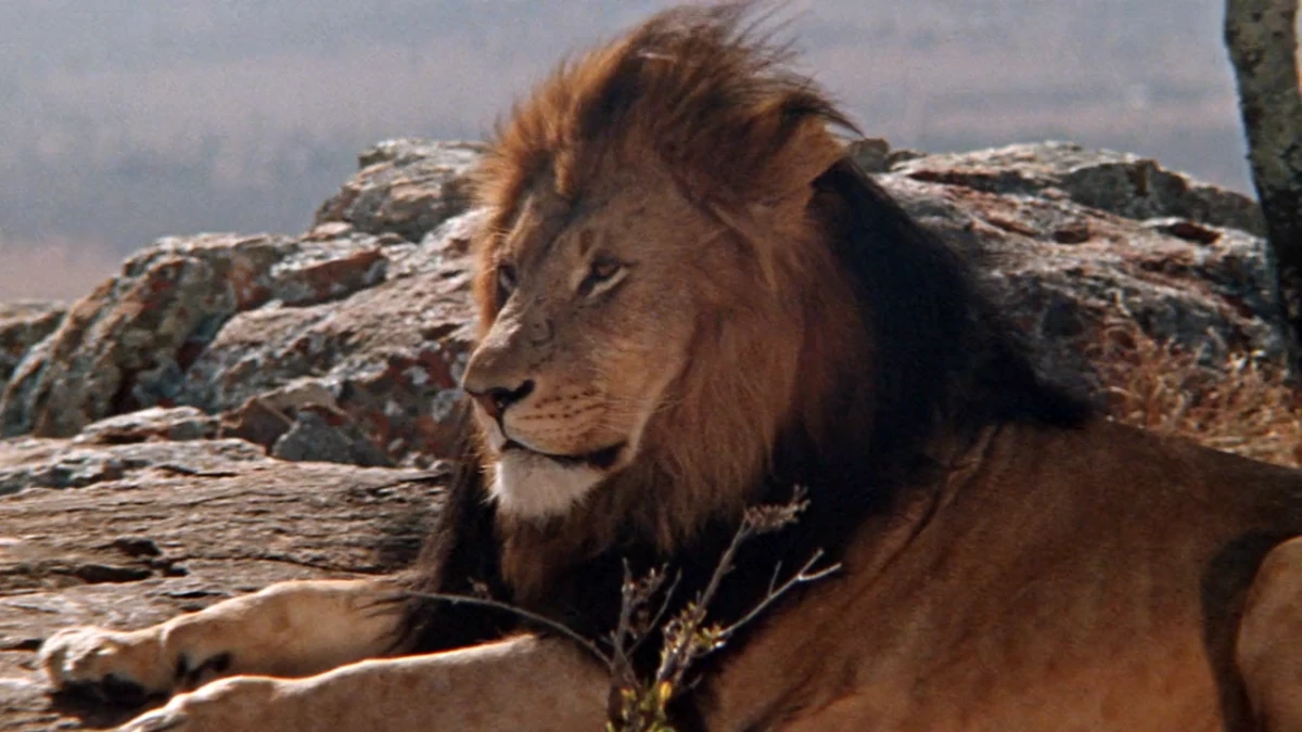 Lion Camp | NatureRules1 Wiki | Fandom