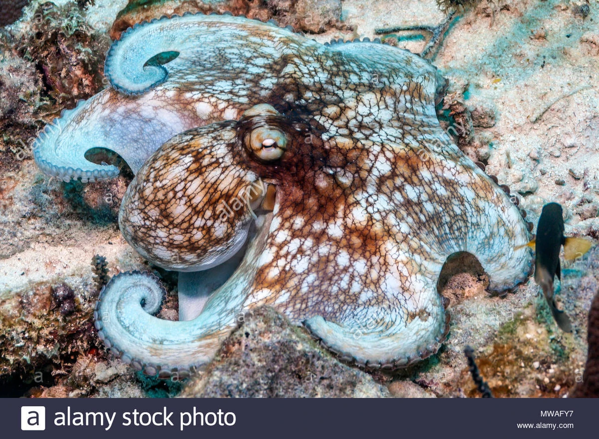 Caribbean Reef Octopus | NatureRules1 Wiki | Fandom