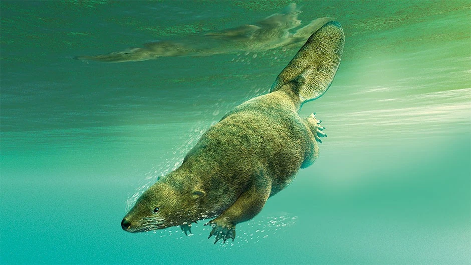 Castorocauda | NatureRules1 Wiki | Fandom