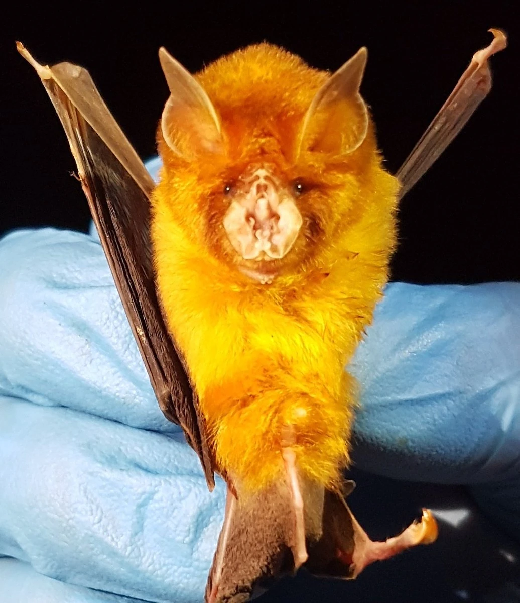 Orange Leaf-nosed Bat | NatureRules1 Wiki | Fandom
