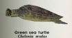 Deep Sea 3D | NatureRules1 Wiki | Fandom