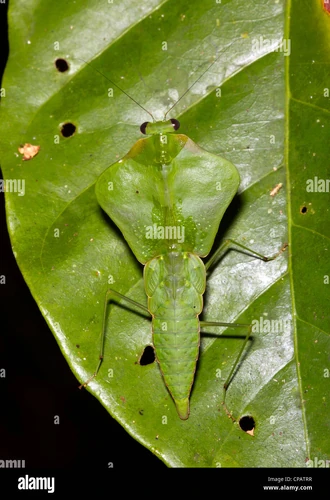 Tropical Shield Mantis | NatureRules1 Wiki | Fandom