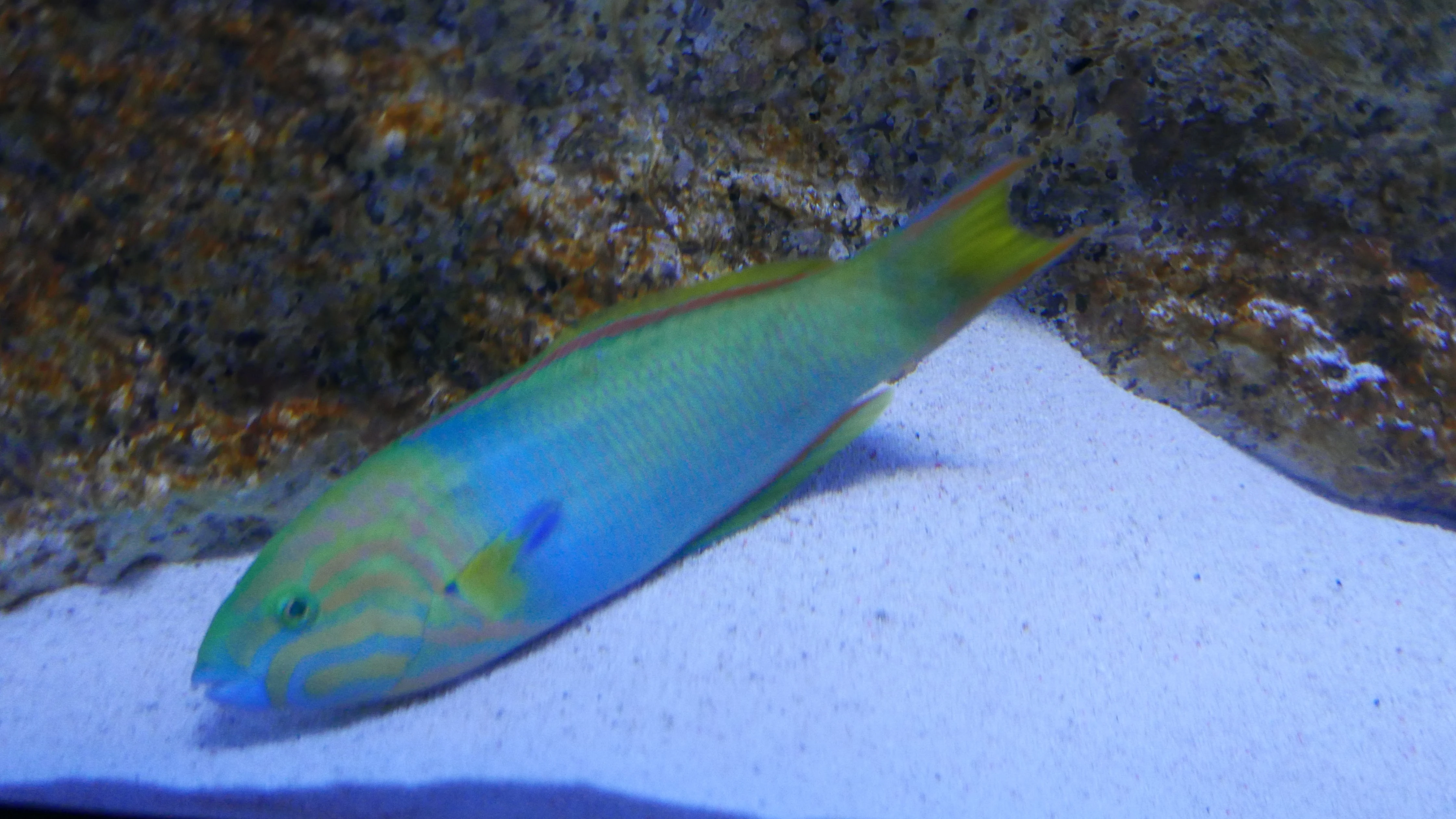 Lunar Wrasse