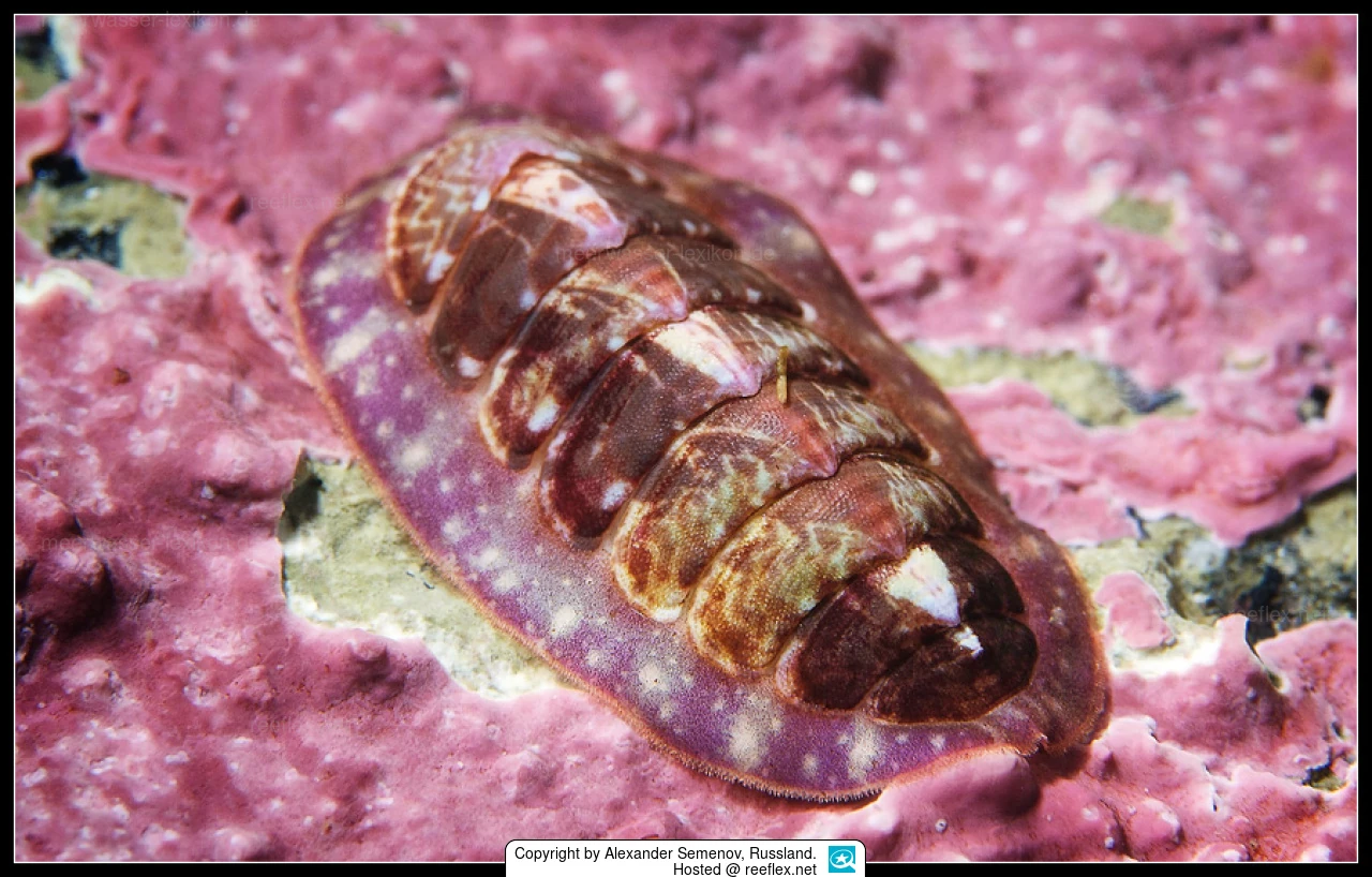 Mottled Red Chiton | NatureRules1 Wiki | Fandom