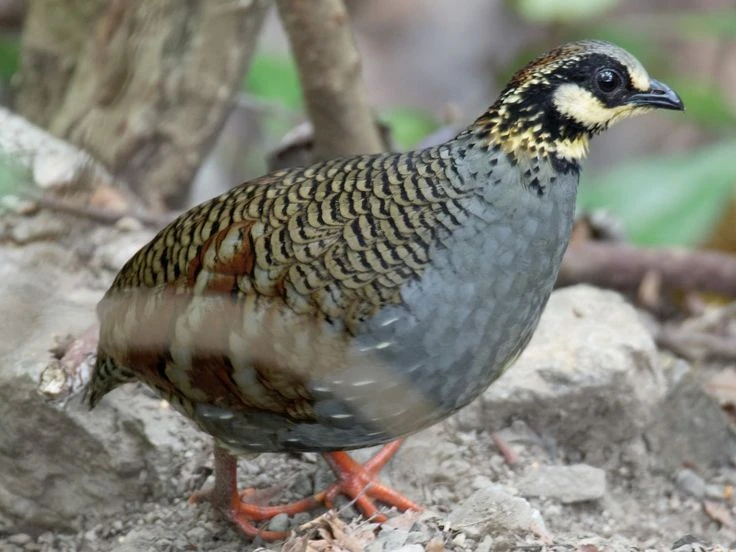 Taiwan Partridge | NatureRules1 Wiki | Fandom