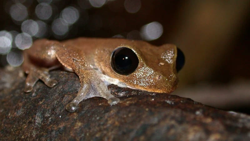 Australian Lace-lid | NatureRules1 Wiki | Fandom