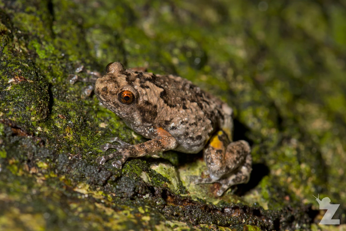 Borneo Tree-hole Frog | NatureRules1 Wiki | Fandom