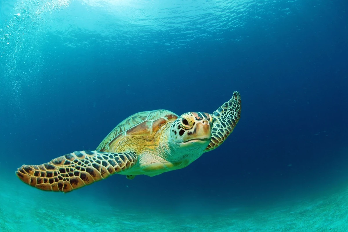 Green Sea Turtle | NatureRules1 Wiki | Fandom