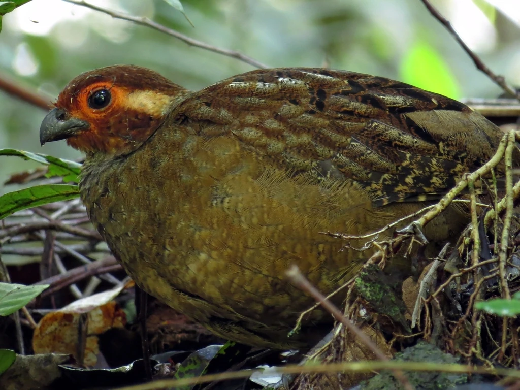 Marbled Wood Quail | NatureRules1 Wiki | Fandom