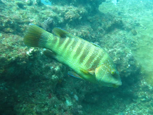 Natal Wrasse | NatureRules1 Wiki | Fandom