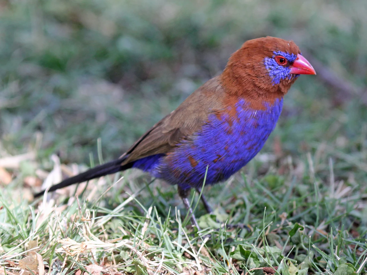 Purple Grenadier | NatureRules1 Wiki | Fandom