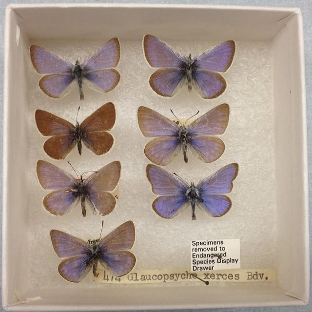 Xerces Blue Butterfly | NatureRules1 Wiki | Fandom