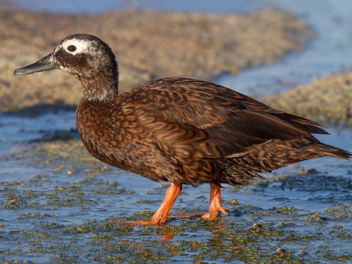 Laysan Duck | NatureRules1 Wiki | Fandom