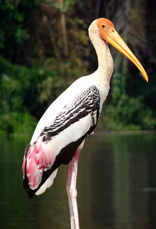 Painted Stork Bird