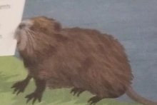 Pond | NatureRules1 Wiki | Fandom