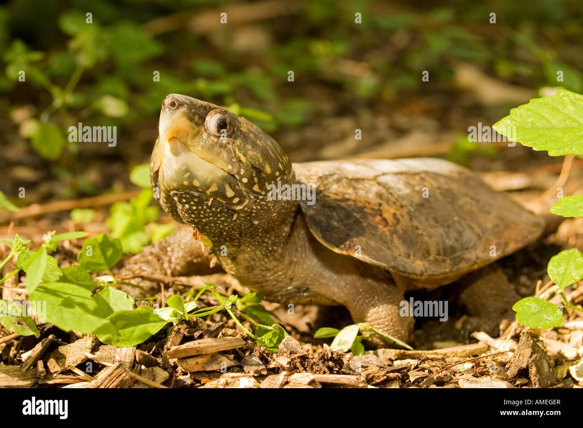 Big-headed Turtle | NatureRules1 Wiki | Fandom