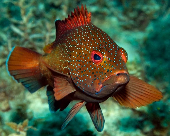 Coney | NatureRules1 Wiki | Fandom