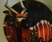 Bongo | NatureRules1 Wiki | Fandom