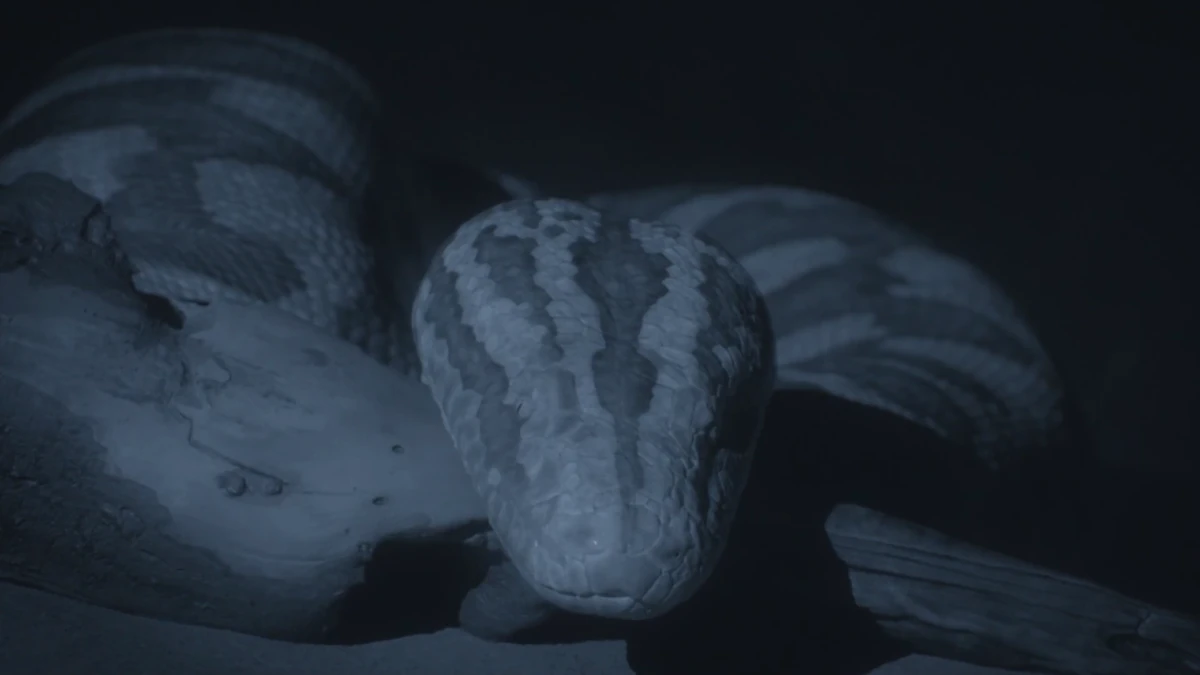 Madtsoia | NatureRules1 Wiki | Fandom