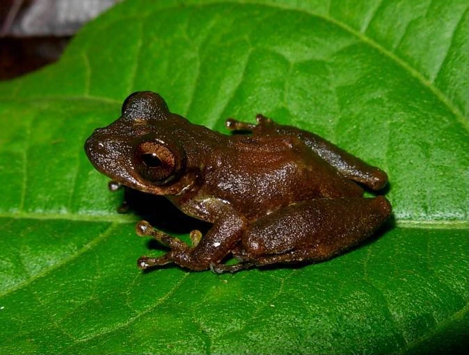 Pygmy Marsupial Frog | NatureRules1 Wiki | Fandom