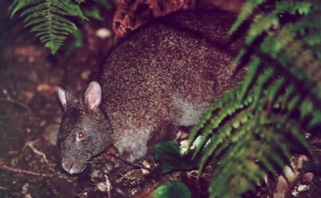 Amami Rabbit | NatureRules1 Wiki | Fandom