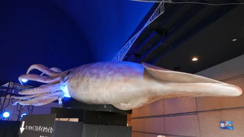 Robust Clubhook Squid | NatureRules1 Wiki | Fandom