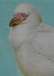 Snowy Sheathbill | NatureRules1 Wiki | Fandom