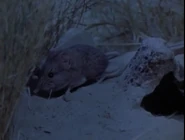 North African Sengi | NatureRules1 Wiki | Fandom