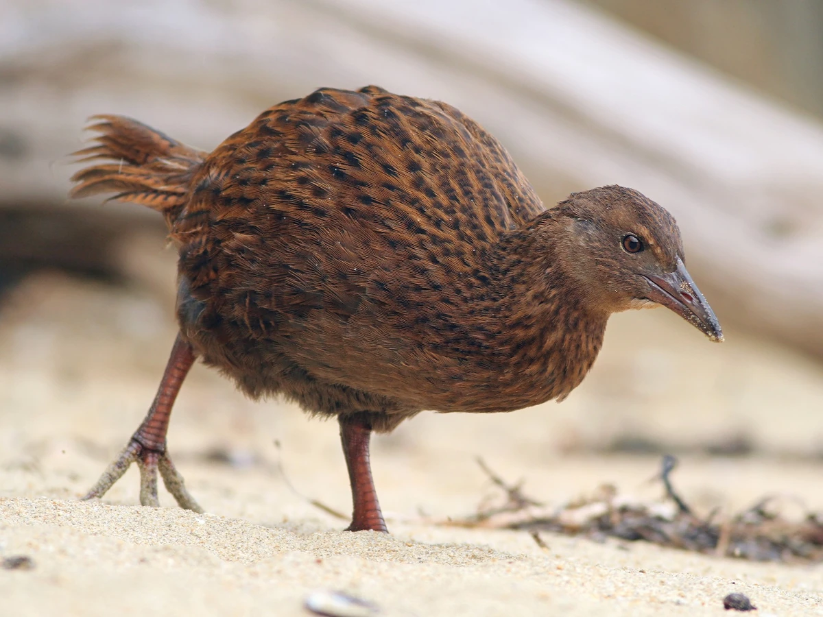 Weka | NatureRules1 Wiki | Fandom