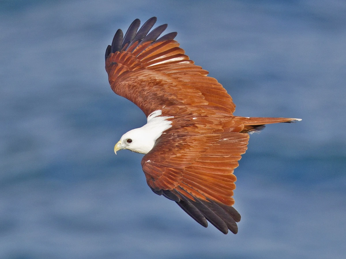 Brahminy Kite | NatureRules1 Wiki | Fandom