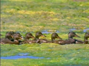 Mexican Duck | NatureRules1 Wiki | Fandom