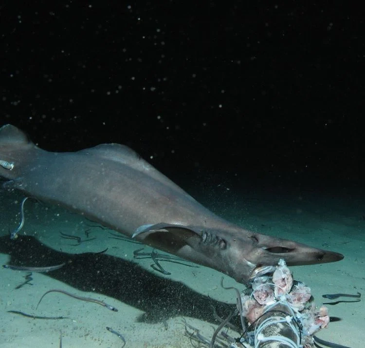Birdbeak Dogfish | NatureRules1 Wiki | Fandom
